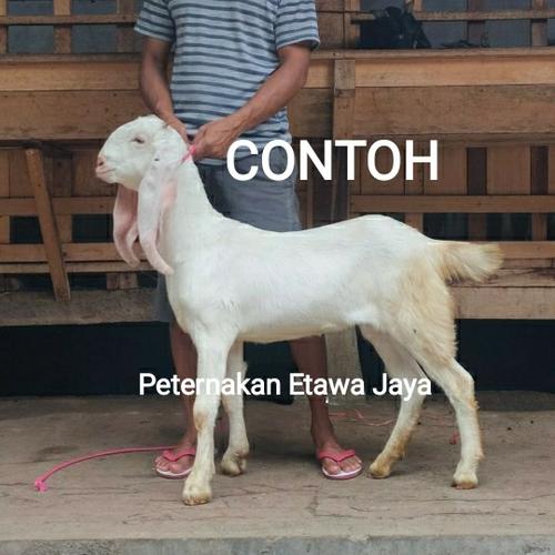 Jual Kambing Etawa Senduro Betina A 65cm perah susu kambing PE - Lunas ...