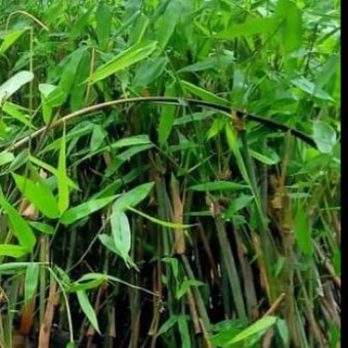 Jual bibit stek bambu apus,bambu tali,siap tanam - Jakarta Selatan ...