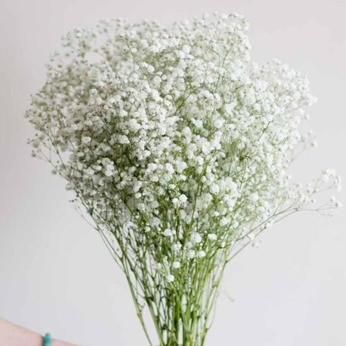 Jual Bunga Baby Breath 1 Tangkai (Bunga Potong Segar) - Jakarta Barat ...
