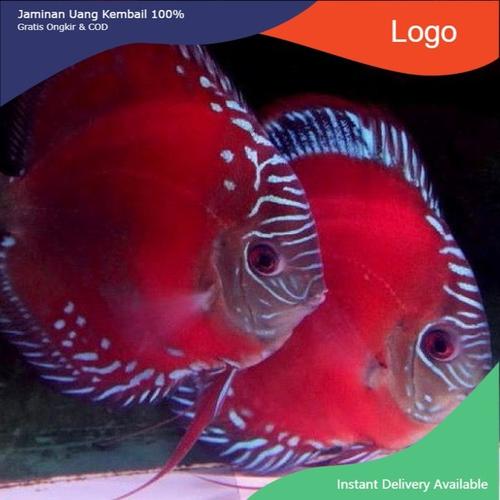 Jual ikan hias discus red alenquer 1 cm - 2 cm - Kota Depok ...