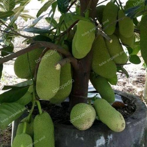 Jual Bibit Pohon Nangka Sayur asal okulasi bibit nangka super bibit ...