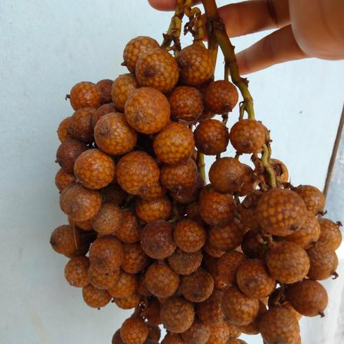 Jual buah rotan segar 100gr - Jakarta Pusat - sionepiece | Tokopedia