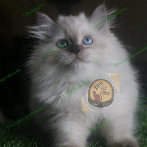 Jual Kucing Himalaya Mata Biru Long Hair Bigbone - Jakarta Pusat ...