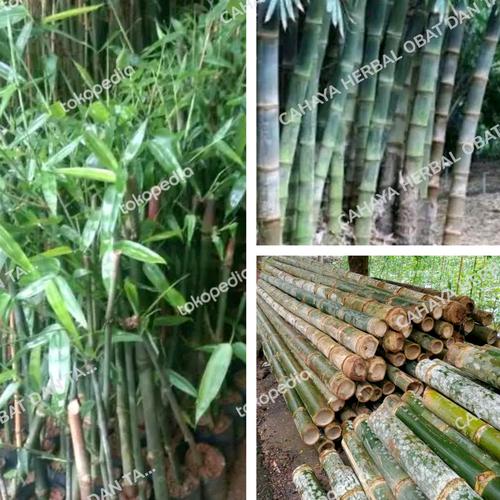 Jual Bibit Bambu Petung Bibit Tanaman Bambu Petung Asli - Kab. Bogor ...