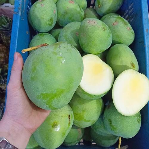 Jual Mangga Madu Anggur Mengkal 1 Kg - Jakarta Barat - GOLDEN FRUITS ...