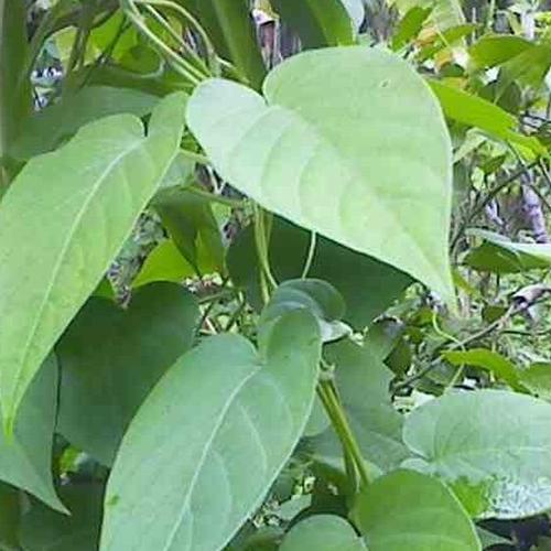 Jual daun simbukan segar daun sembukan,daun kentut kentutan,segar,250 ...