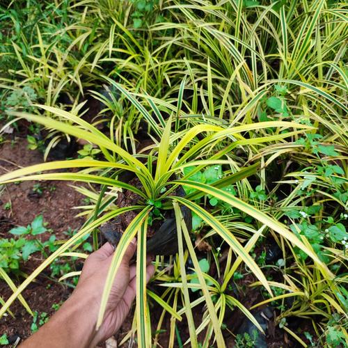 Jual tanaman hias pandan kuning afrika - Kab. Bogor - Green House Taman ...