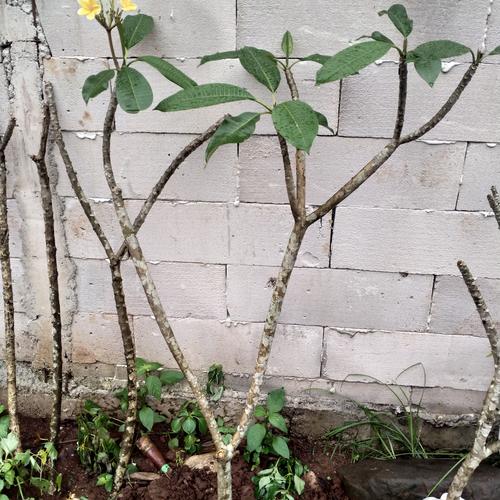 Jual tanaman Kamboja Bali bunga kuning /pohon Kamboja Bali sudah ...