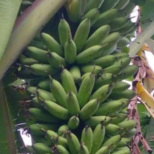 Jual Bibit pisang papan / pisang pampan / pisang nona - Kab. Indramayu ...