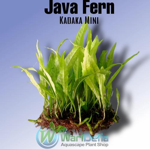 Jual Kadaka Mini Java Fern Tanaman Aquascape - Kab. Bogor - WariDefia ...
