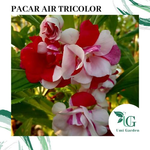 Jual 5 Biji Benih Bunga Pacar Air Tumpuk Tricolour Impatiens Rose ...