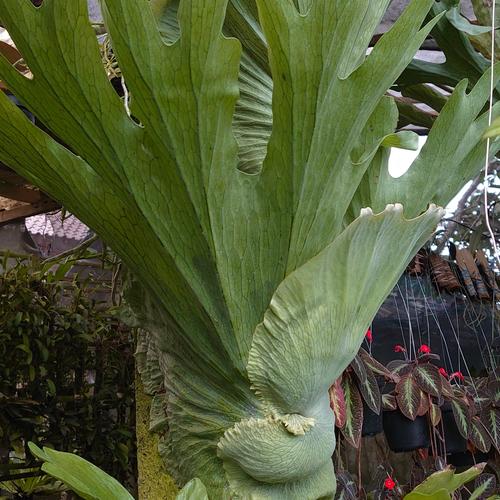 Jual platycerium wandae papua besar - Kab. Mojokerto - Rhea Orchids ...