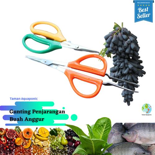 Jual Gunting Penjarangan Buah Anggur - Kuning Hijau - Kota Bekasi ...