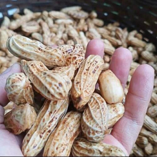 Jual Kacang tanah besar dan segar 1kg - Jakarta Barat - warung pahriyah ...