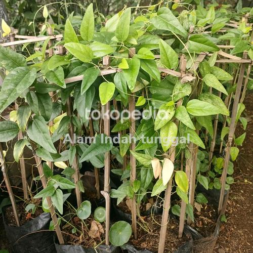 Jual tanaman daun cincau rambat / cincau jelly / tanaman herbal ...