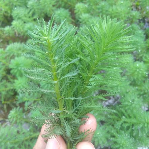Jual Tanaman Air Brazillia isi 10 Batang - Kab. Bogor - agus shrimp ...