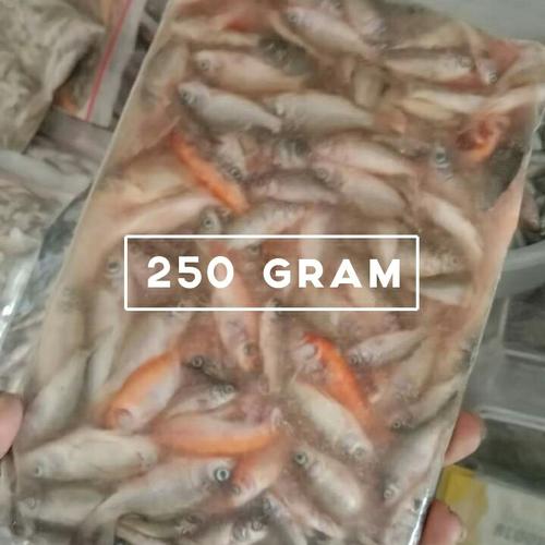 Jual Bibit Ikan Mas Kecil Beku Segar Bersih 250 gram Pakan Ikan ...