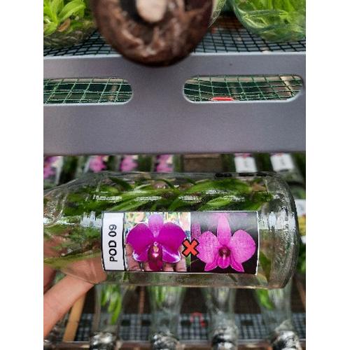 Jual Bibit Botol Anggrek Dendrobium hybrid bunga bulat siap ...