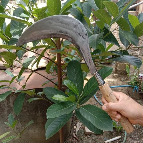 Jual arit golok rumput padi semak belukar /pisau rumput super tajam ...