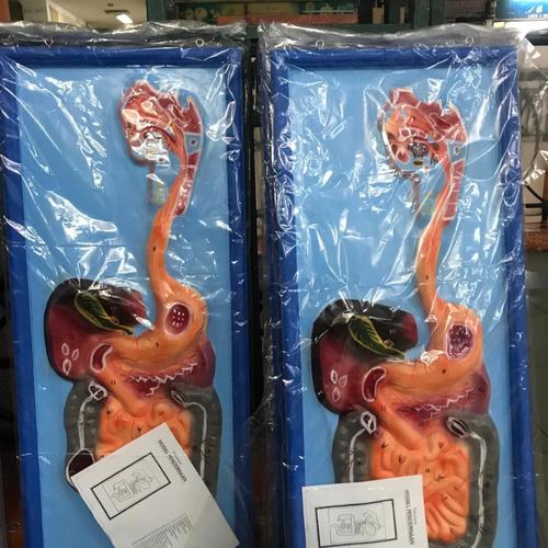 Jual Alat peraga model sistem pencernaan pada manusia - Jakarta Barat ...