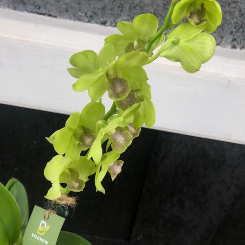 Jual [1 Plant] Orchid Flower Bouquet / Bunga Anggrek Dendrobium Dewasa ...