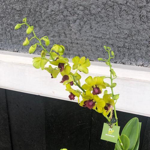 Jual [1 Plant] Bunga Anggrek Dendrobium Dewasa Asli / Orchid Flower ...