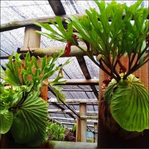 Jual Tanaman hias tempel kadaka Ridleyi / simbar kalimantan ...