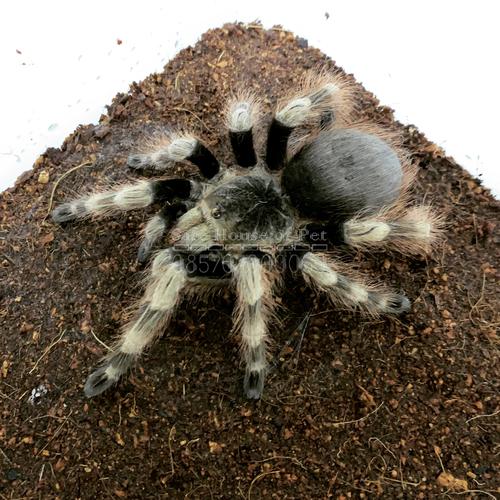 Jual Nhandu Coloratovillosus / Brazilian Black and White Tarantula ...