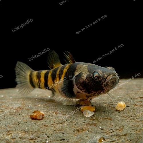 Promo Goby Bumblebee Tiger | Gobi Bumble Bee Ikan Hias Aquascape - Kota ...