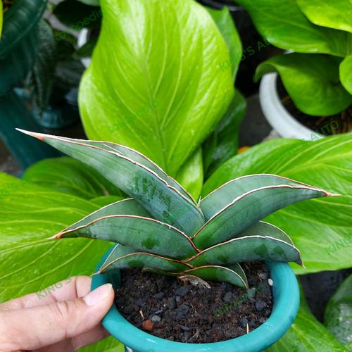 Jual SANSE / SANSEVIERIA SOMALIA BLUE 12-9-2022 - Kota Tangerang ...