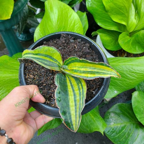 Jual SANSE / SANSEVIERIA MACROPILA VARIGATA 12-9-2022 - Kota Tangerang ...