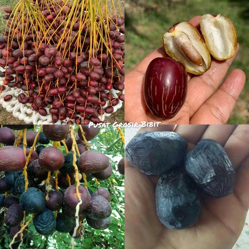 Jual Bibit kurma merah kurma ajwa terbukti berbuah di indonesia - Kab ...