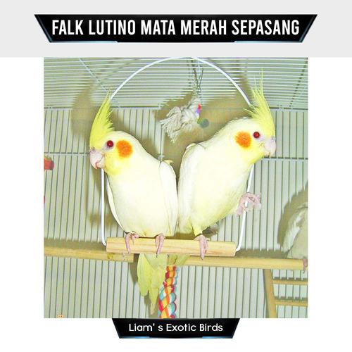 Jual Burung Falk Australia Lutino Mata Merah Sepasang - Satuan Betina ...