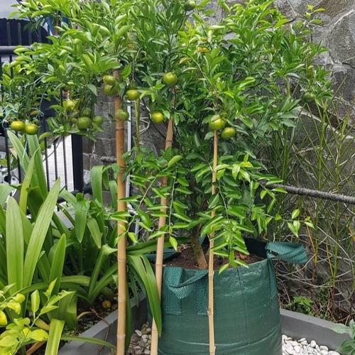 Jual PLANTER BAG 150 LITER EASY GROW HIJAU / PLANTERBAG / TABULAMPOT ...