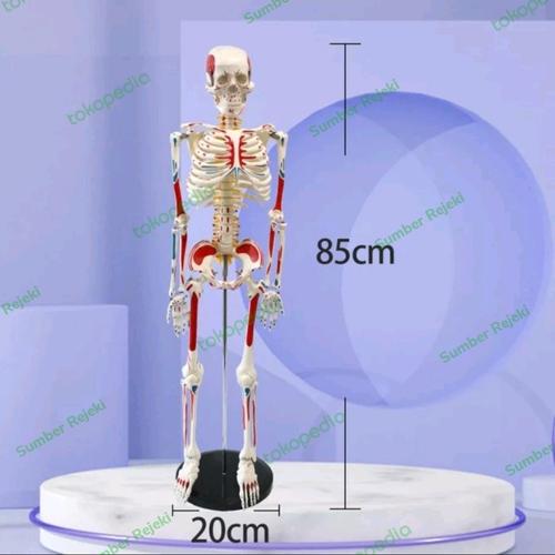 Jual Human Skeleton Model 85cm Whole Body with The Mark Of Muscle ...