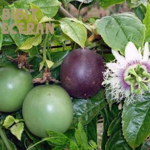 Jual MARKISA UNGU REPACK - ISI +/- 3 BENIH BIBIT BIJI BUAH - Jakarta Timur - Bibit Eceran ...