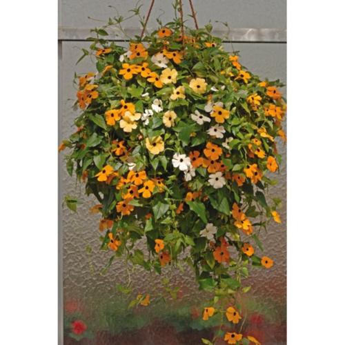 Jual Benih Bibit Bunga Rambat Black Eye Susan Vine Tanaman Merambat ...
