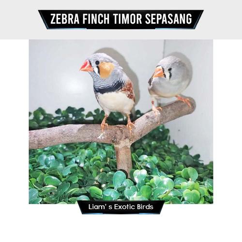 Jual Burung Zebra Finch Timor Sepasang - Satuan Jantan - Jakarta Timur ...