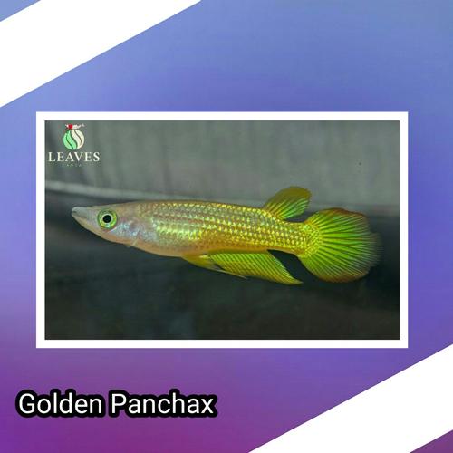 Jual Golden panchax / killifish golden / ikan hias aquascape - Jakarta ...