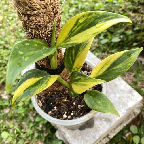 Jual Scindapsus coriaceus variegata yellow tanaman (real pict) - Kota ...
