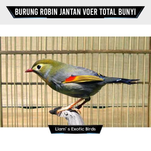 Jual Burung Robin Asia Pilihan Mulus Garansi Jantan - Betina - Jakarta ...