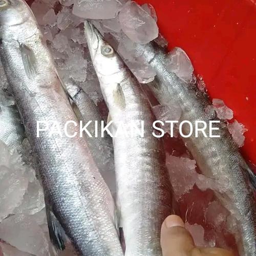 Jual ikan Barakuda Jumbo segar dan Bergarasi - Jakarta Utara - PACKIKAN ...