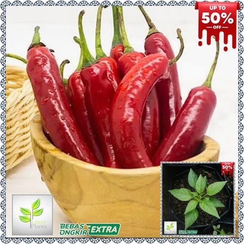Promo bibit tanaman cabai merah besar - bibit cabe merah besar - Kab ...