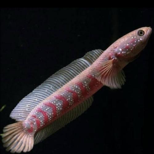 Jual IKAN CHANNA ASIATICA RS PURE GRADE A - 6-8 cm - Kota Depok - Meio ... Jual IKAN CHANNA ASIATICA RS PURE GRADE A - 6-8 cm - Kota Depok - Meio ...