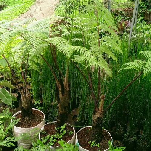 Jual tanaman pakis monyet - pohon pakis monyet - Kab. Bogor - Tanaman ...