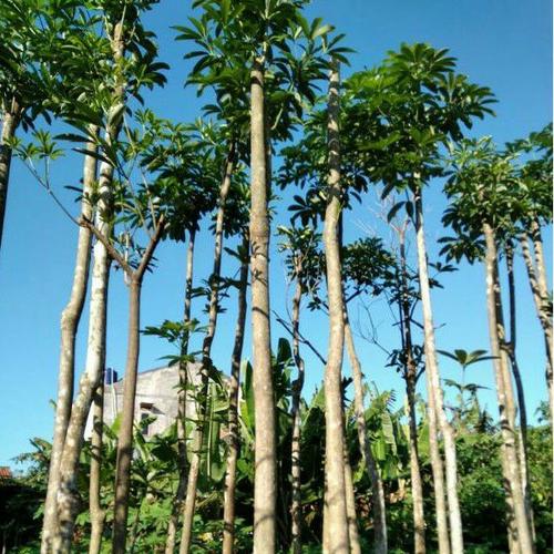 Jual pohon pule - Kab. Bogor - Aqila flora | Tokopedia