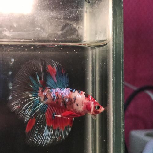 Jual ikan cupang halfmoon koi galaxy multi balance - Kab. Bogor ...