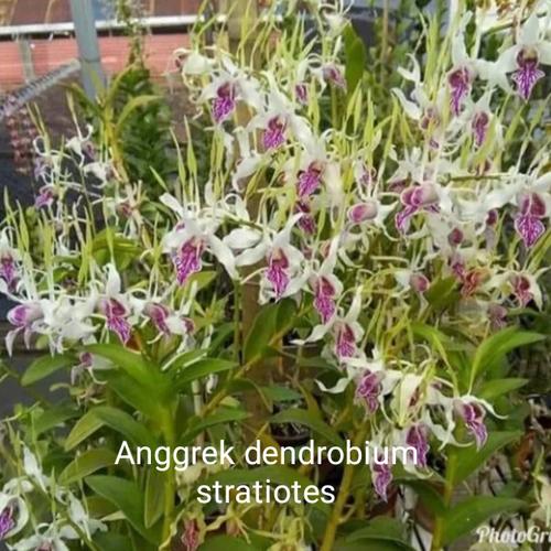 Jual Tanaman hias anggrek dendrobium stratiotes - Kab. Bogor - Only ...