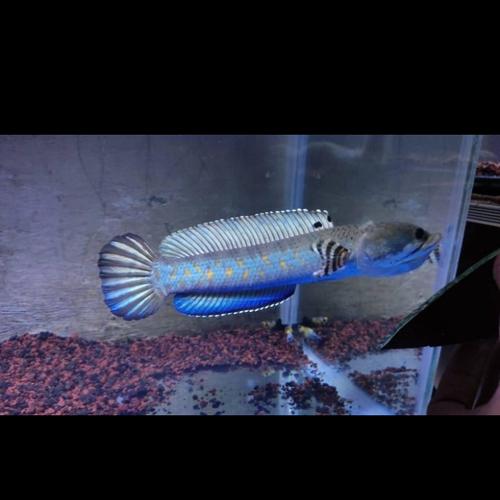 Jual IKAN CHANNA BLUE PULCHRA GRADE A SORTIR AN - 6-8 cm - Kota Depok ...