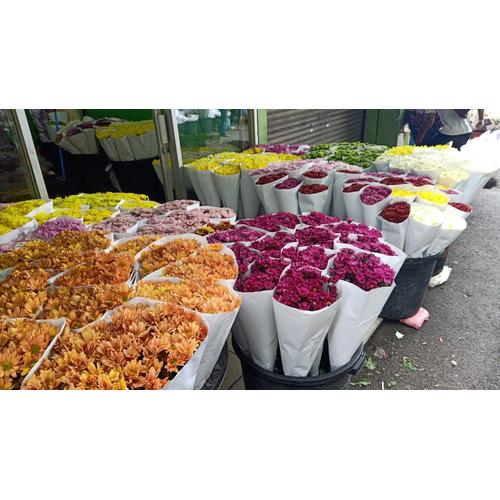 Jual Bunga Aster Asli Fresh Flower Florist Murah - Pink - Jakarta Barat ...